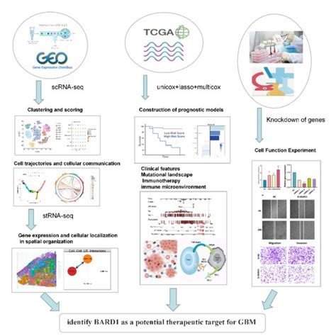 Pseudotime Analysis And Cell Communication Analysis A Cell