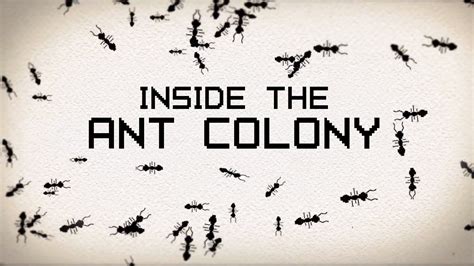 Ant Colony Optimization Animation