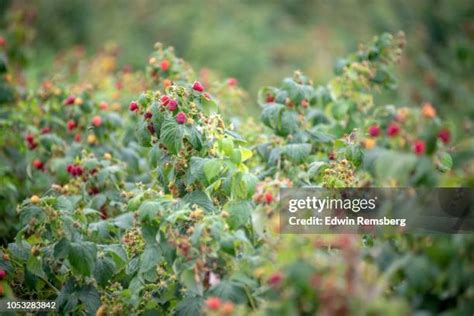 Raspberry Vines Photos And Premium High Res Pictures Getty Images