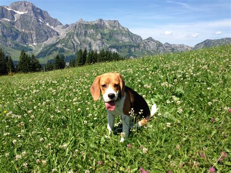 Gila Beagle Hündin