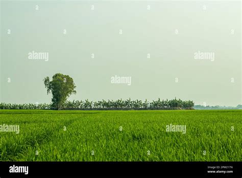 Paddy Rice Fields Cover Large Agricultural Areas In Tropical And Subtropical Asia Paddy Farming