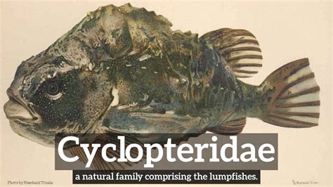 How To Say Cyclopteridae In English What Is Cyclopteridae How