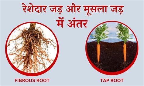 पौधों के प्रकार और भाग Different Types Of Plants In Hindi