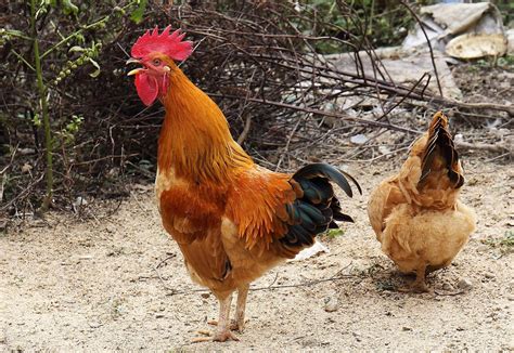 Peste 100 De Imagini Gratuite Cu Pule și Pula Pixabay