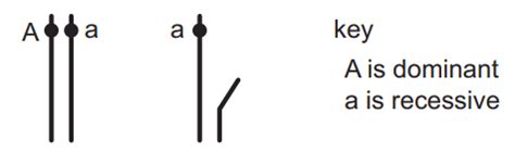 IGCSE Biology Monohybrid Inheritance IGCSE Style Questions Paper