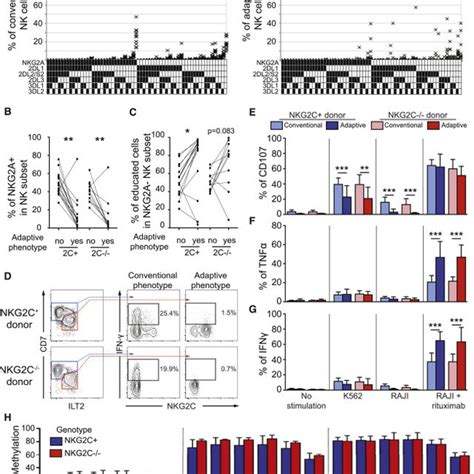Cd2 Co Activates The Cd16 Induced Signaling Pathway In Adaptive Nk