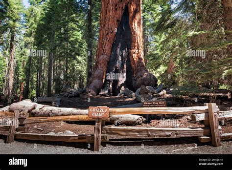 grizzly giant ancient sequoia sequoioideae giant sequoia