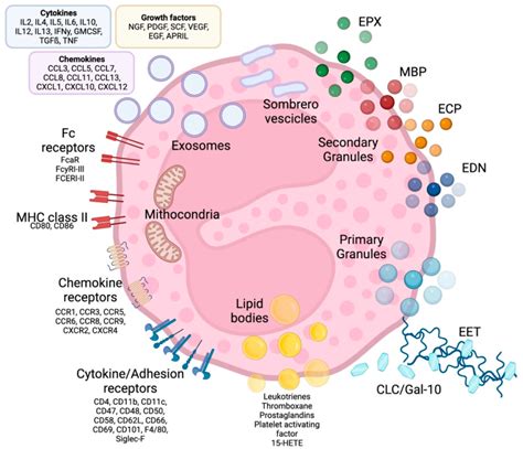 Eosinophilic Bronchitis Treatment