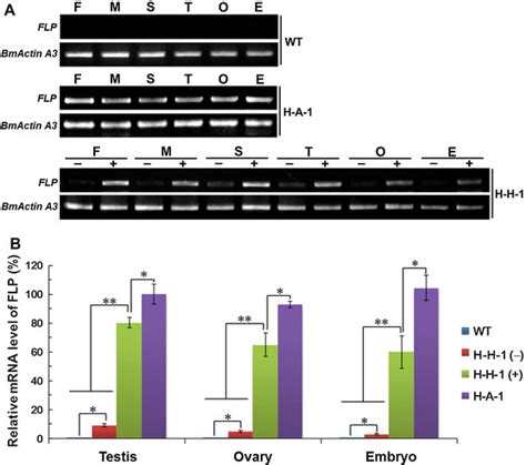 Analysis Of The Expression Of The Flp Recombinase Gene In Different