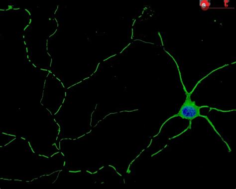 An Introduction To Neurons And 3d Human Cortical Spheroids Sciencell