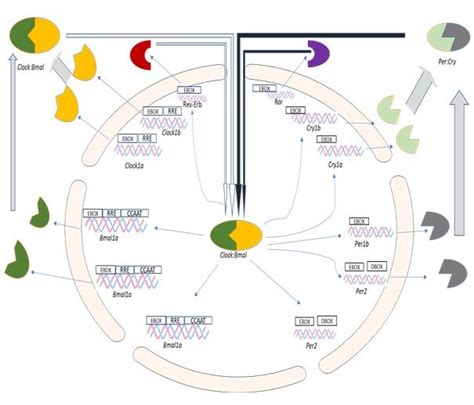 The Functioning Of Clock Associated Genes By The Download