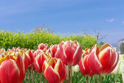 Pythonの文法メモ OpenCVsplit mergeによるチャンネルの分離 合成