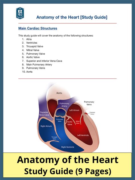 Heart Diagram Labelling Activity