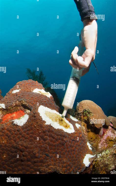Marine Biologist Using Antibiotic To Treat Sick Great Star Coral Affected By Stony Coral Tissue
