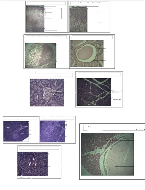 Endocrine Histology Diagram Quizlet