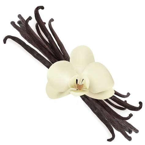 Vanilla Bean Flower