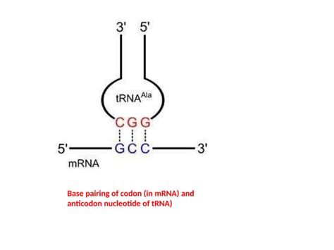 Deciphering The Genetic Code And Its Features Pptx