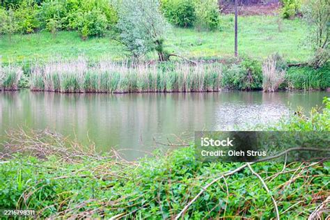 강둑에 갈대와 푸른 초목이 있는 잔잔한 호수 물은 주변 녹지를 반사하여 조화로운 풍경을 만듭니다 자연의 아름다움과 평온함 0명에 대한 스톡 사진 및 기타 이미지 Istock