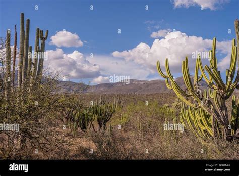 Paysage Avec Cactus Y Compris Myrtillocactus Geometrizans Garambullo à La Réserve De