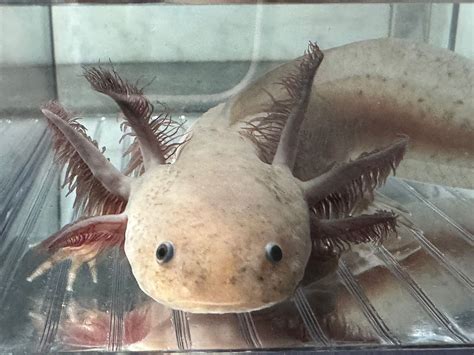 Vive Hypomelanistic Melanoid Axolotl Confirmed Male Lizzy S Lotyls
