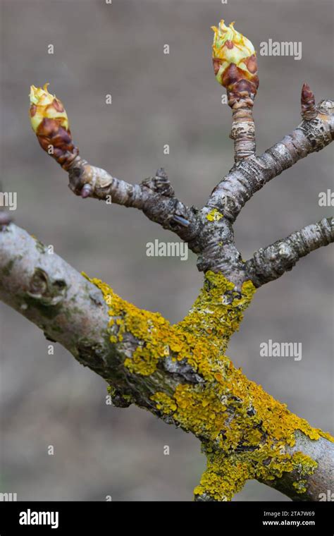 Orange Lichen Yellow Scale Maritime Sunburst Lichen Or Shore Lichen Xanthoria Parietina Is A