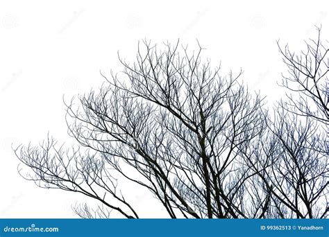 Leafless Branch Or Dead Tree Isolated On White Background With Clipping