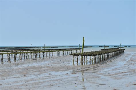 홍합 해변 기둥 Pixabay의 무료 사진 Pixabay