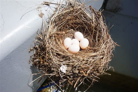 Surveying For Nesting Birds Fishbio Fisheries Consultants