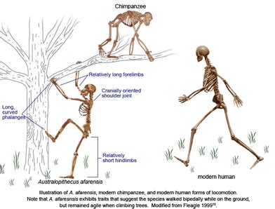 36 Human Evolution At Skool With Mrs Johns