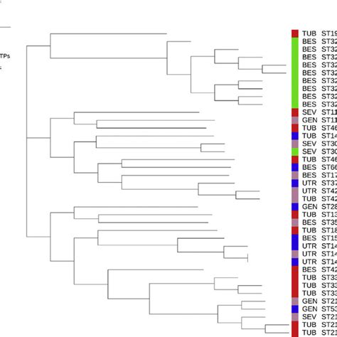 maximum likelihood tree based on single nucleotide polymorphisms in the