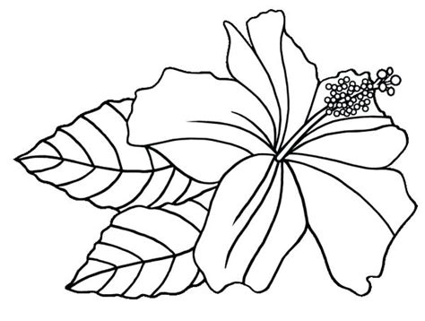 Hawaiian Flower Drawing At Getdrawings Free Download