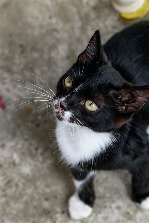 고양이 고양이 라이프 스타일 고양이 발 고양이 사진 고양이 손질 고양이 수염 고양이 얼굴 고양이 위생 고양이 초상화 고양이 털 질감 고양이의 익살 고양