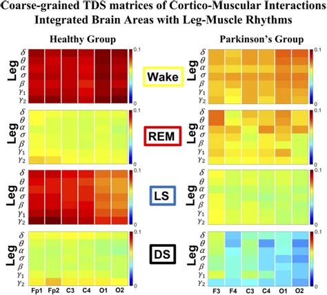 Dynamic Networks Of Cortico Muscular Interactions In Sleep And Neurodegenerative Disorders Pmc