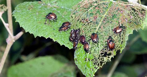 What Is Integrated Pest Management Ipm