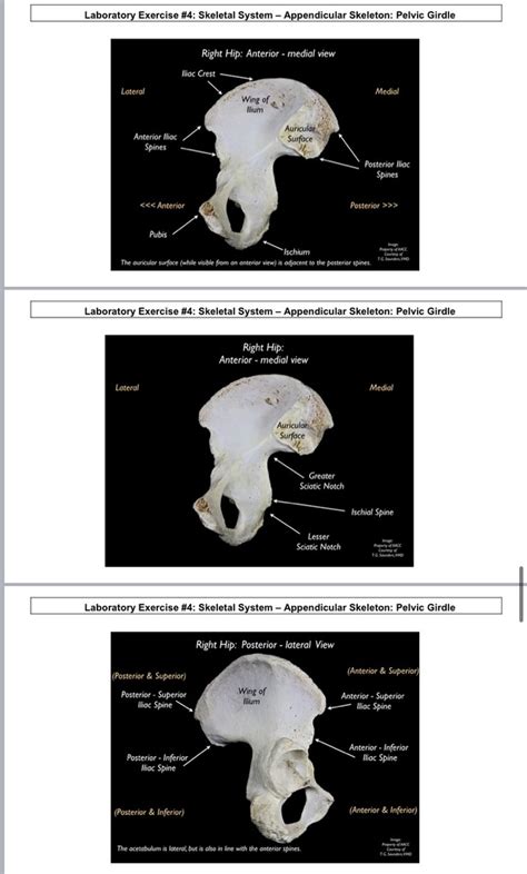 Bio 233 Unit 3 Exam Part 52 Diagram Quizlet