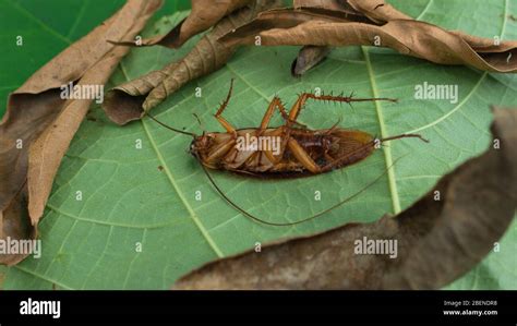 Close Up View Of A Dead Brown Cockroach Turned Upside Down On A Large