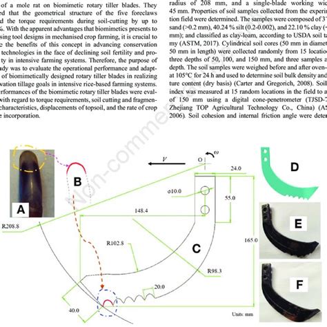 A Toe Claw Of The Mole Rat Scaptochirus Moschatus Tong Et Al