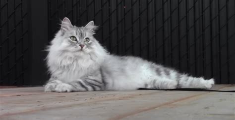 Najveće Pasmine Mačaka Na Svijetu Deset Najvećih