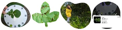A Comprehensive Guide To Non Destructive Leaf Area Measurement
