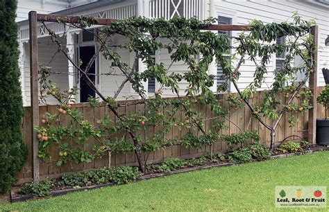 Fruit Trees In Winter In Melbourne Pruning Planting And Care Leaf