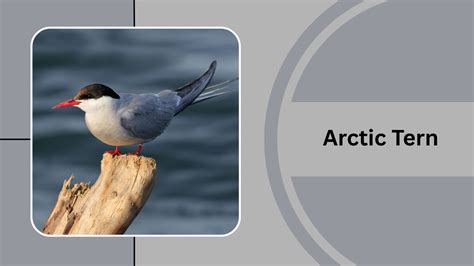 25 Types Of Terns Identification Range And Behavior