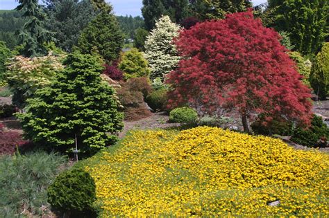 Ginkgo Biloba Princeton Gold Male Ginkgo Tree Collections