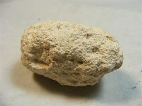 Wasp Nest Fossil Australia Wasp Nest Fossil Australia