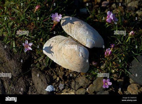 An Old Cockleshell Lies On The Shore Among Flowers Of Thrift Or Sea Pink Armeria Maritima Stock