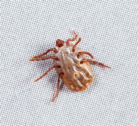 9 Ticks To Watch Out For And How To Deal With Them