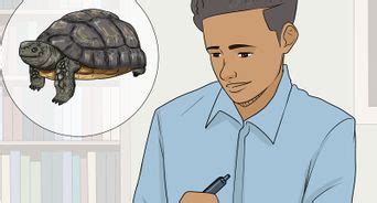 4 Ways To Sex Tortoises WikiHow
