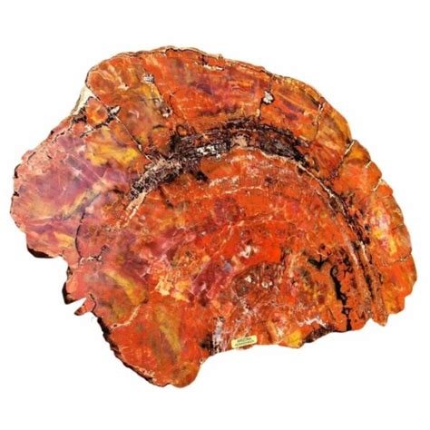 38 Legit Places To Find Arizona Fossils In 2025 Favorites