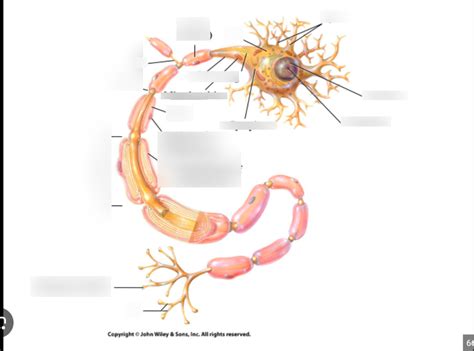 Neuron Id Diagram Quizlet