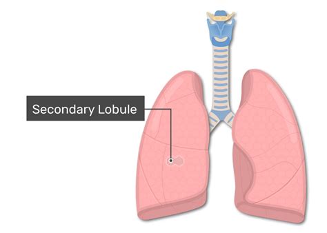 Secondary Pulmonary Lobule Anatomy