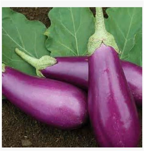 More Views Brinjal Brinjal Vegetable 1000x1231 Png Download Pngkit